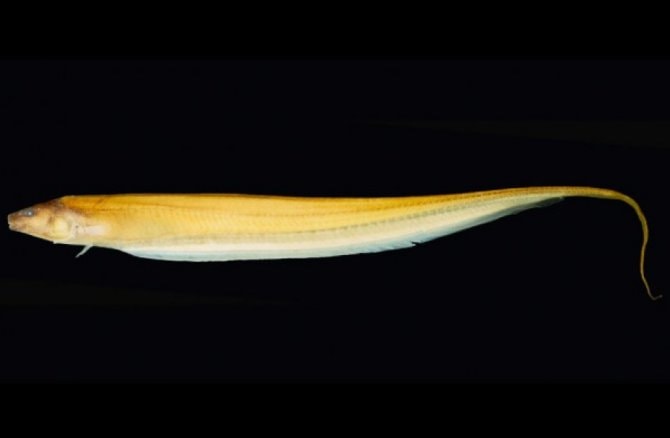 New knifefish genus and species discovered - Practical Fishkeeping