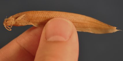 'Alien' catfish puzzles scientists - Practical Fishkeeping