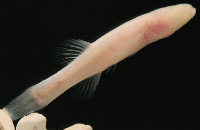 New fish discovered with anus near its head - Practical Fishkeeping