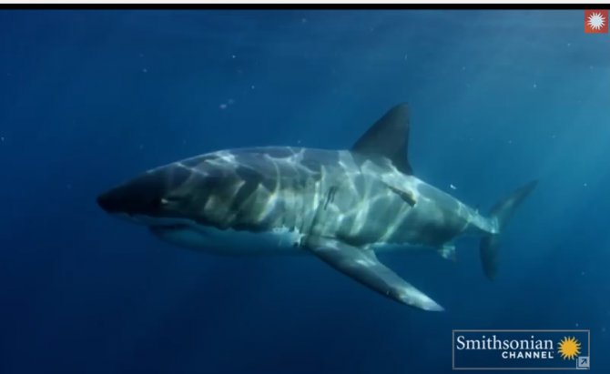 Is there a giant cannibal shark in the ocean? - Practical Fishkeeping