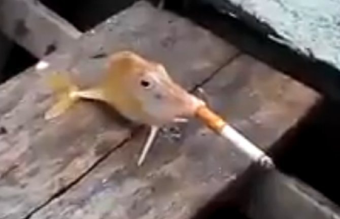 Outrage over video showing fish smoking cigarette - Practical Fishkeeping