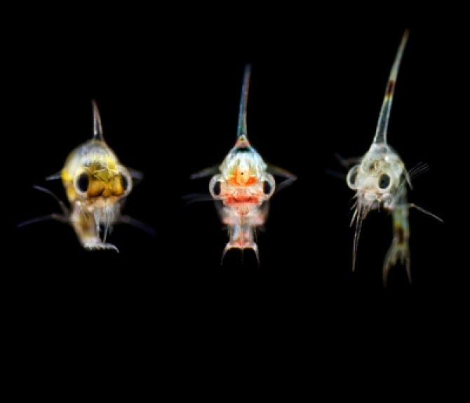 Amazing close-ups of plankton - Practical Fishkeeping