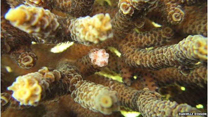 Coral larvae can detect bad reefs - Practical Fishkeeping