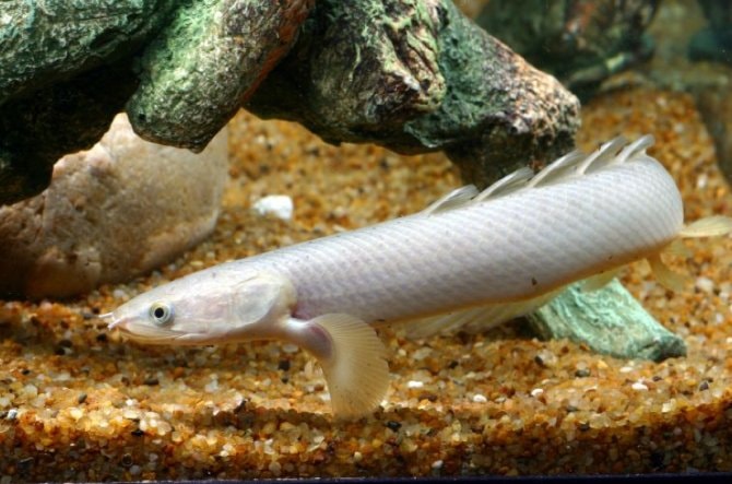 Polypterus study offers unique insight into evolution - Practical ...