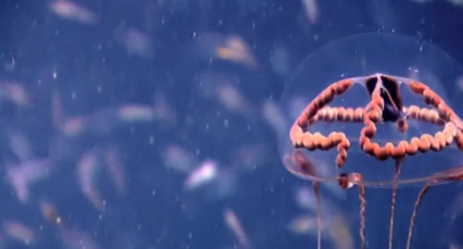 Video: Bizarre hydromedusa caught on film - Practical Fishkeeping