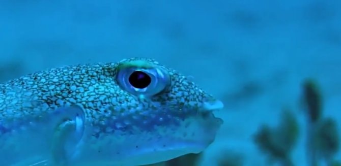 Stunning video shows puffer creating circles in the sand - Practical ...