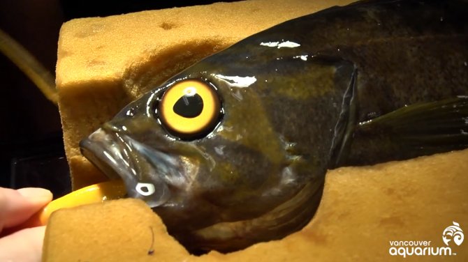 Video: Fish given false eye to prevent bullying by tank mates ...