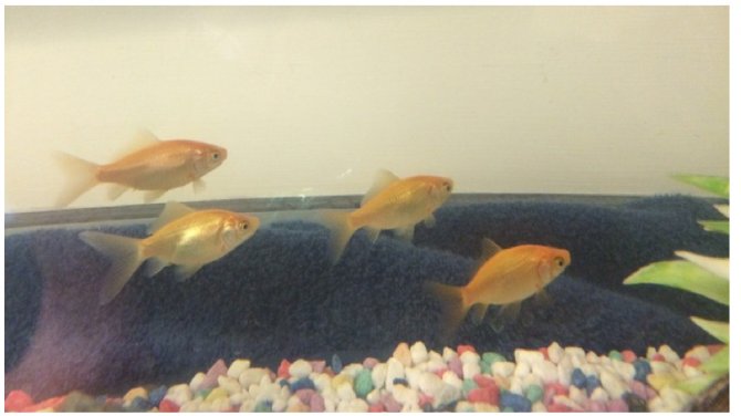 Can you provide a forever home for four goldfish? - Practical Fishkeeping