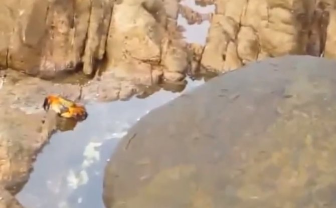 Octopus Attacks Crab On Land