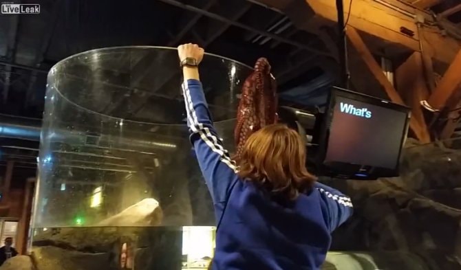Video: Aquarium octopus tries to escape - Practical Fishkeeping