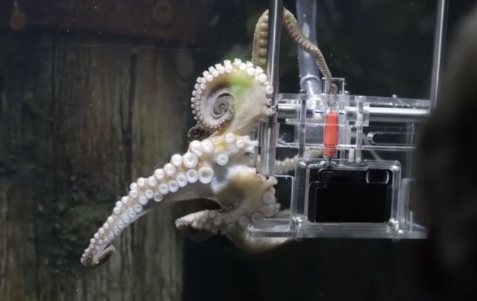 Video: World's first octopus photographer! - Practical Fishkeeping