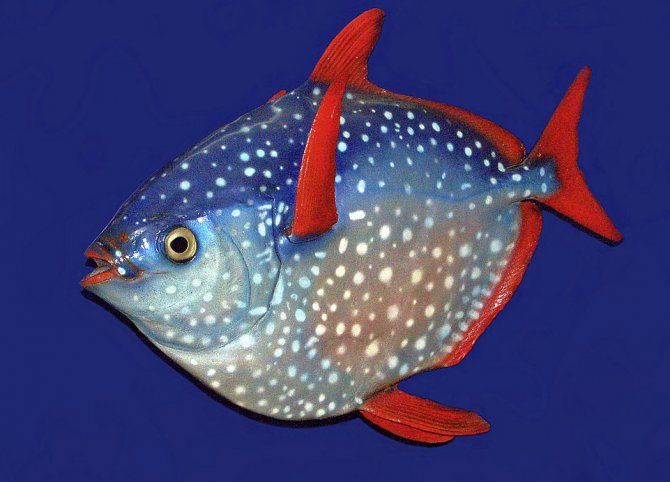 World's first warm-bloodied fish discovered - Practical Fishkeeping