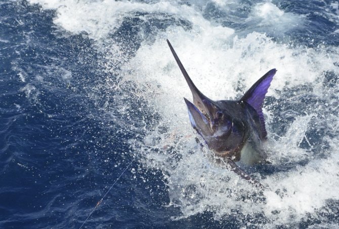 Fisherman killed by swordfish - Practical Fishkeeping