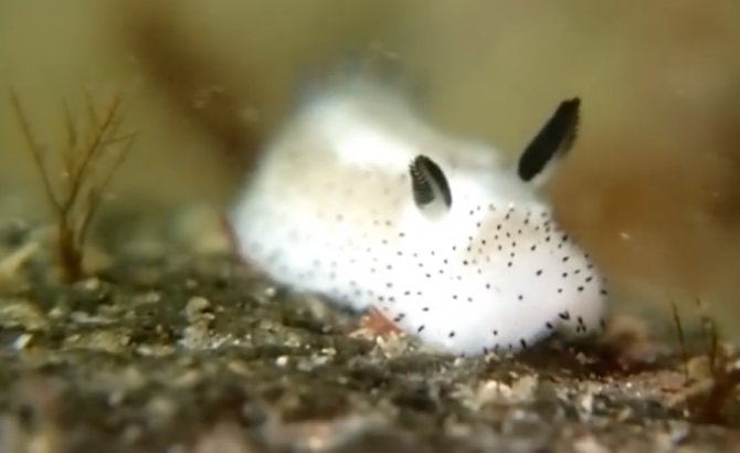 Video: 'Sea bunnies' are big in Japan - Practical Fishkeeping