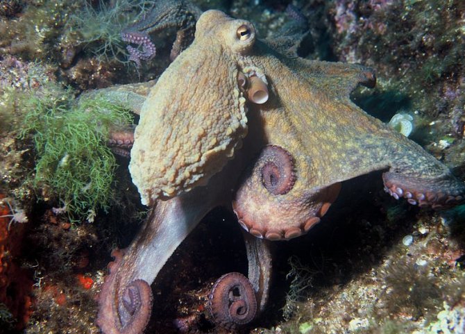 Can you devise a puzzle to challenge an octopus? - Practical Fishkeeping