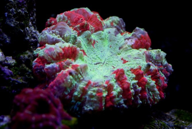 Coral ID workshop at The Deep - Practical Fishkeeping