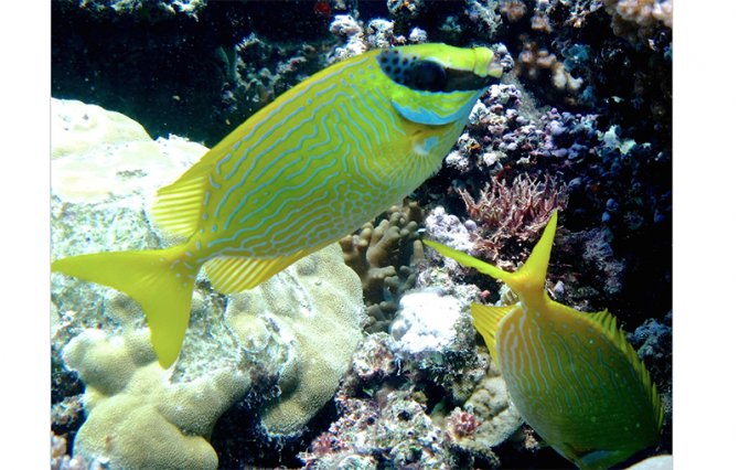 Fish watch each others' backs while feeding - Practical Fishkeeping