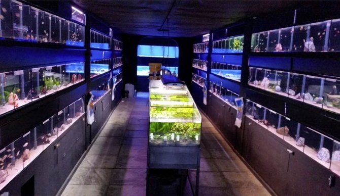 New aquatic shop opens in Essex - Practical Fishkeeping