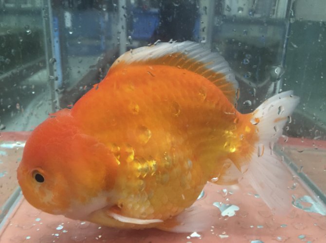 New and rare goldfish varieties available on Star Fisheries' Open Day ...