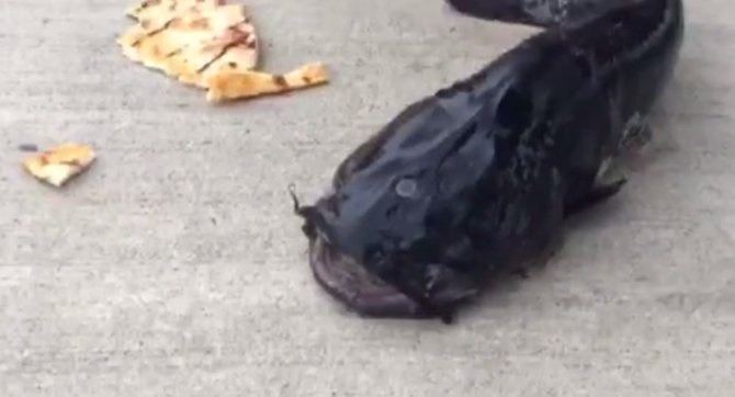 Three-eyed fish: Real or fake? - Practical Fishkeeping