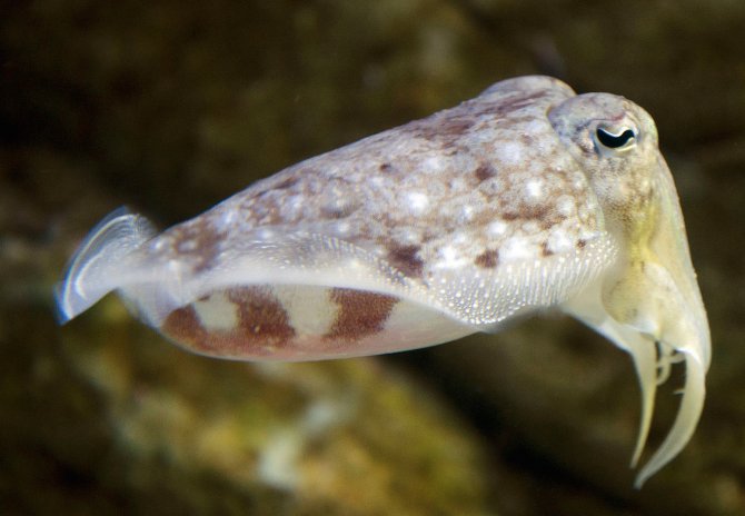 Cuttlefish use 'stealth technology' to evade predators - Practical ...