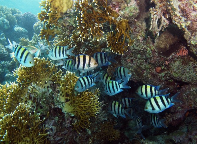 Fish swim more silently with forked tails - Practical Fishkeeping