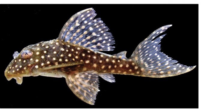Two new plecs described - Practical Fishkeeping