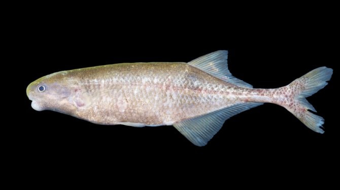 New genus of electric fish discovered - Practical Fishkeeping