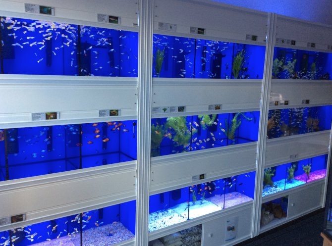 New aquatic shop opens in Dorset - Practical Fishkeeping