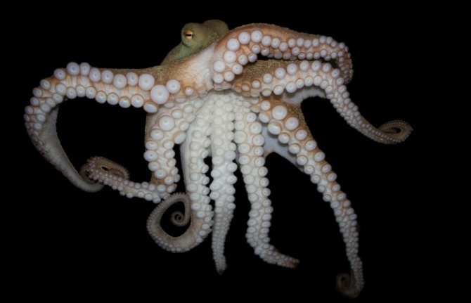Octopus escapes from aquarium and heads back to sea - Practical Fishkeeping