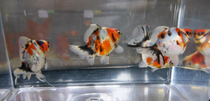 National Goldfish show season draws to a close - Practical Fishkeeping