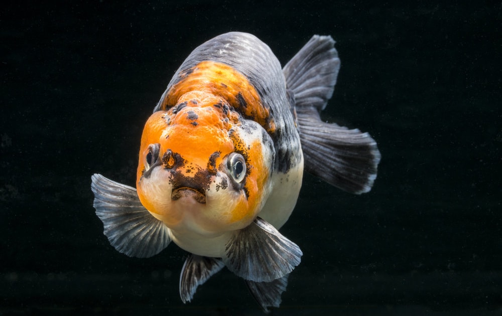 Open day for Goldfish lovers at Star Fisheries - Practical Fishkeeping