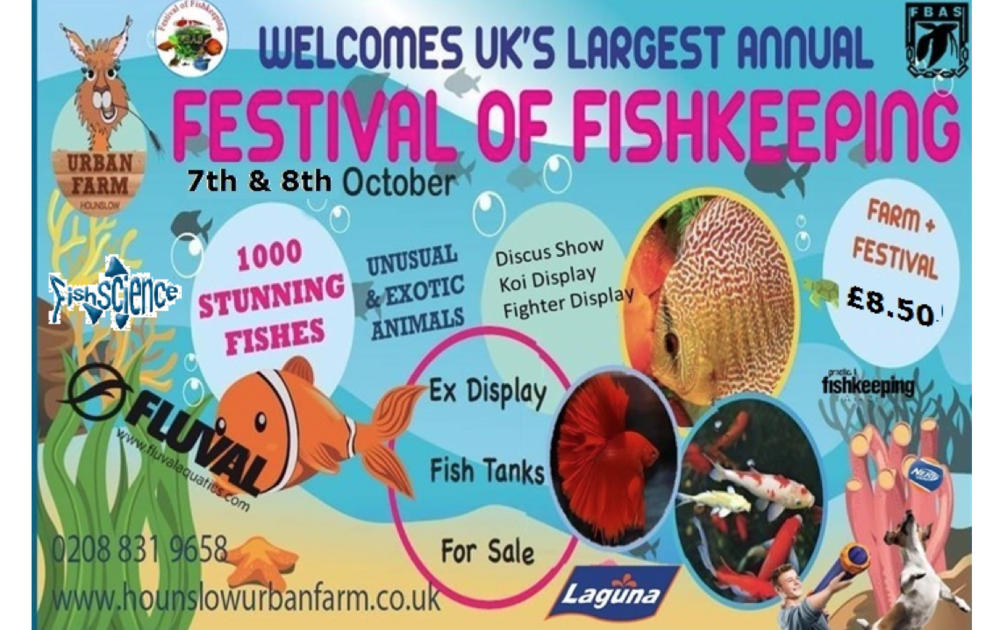 Discover a festival of first class fish this October - Practical ...