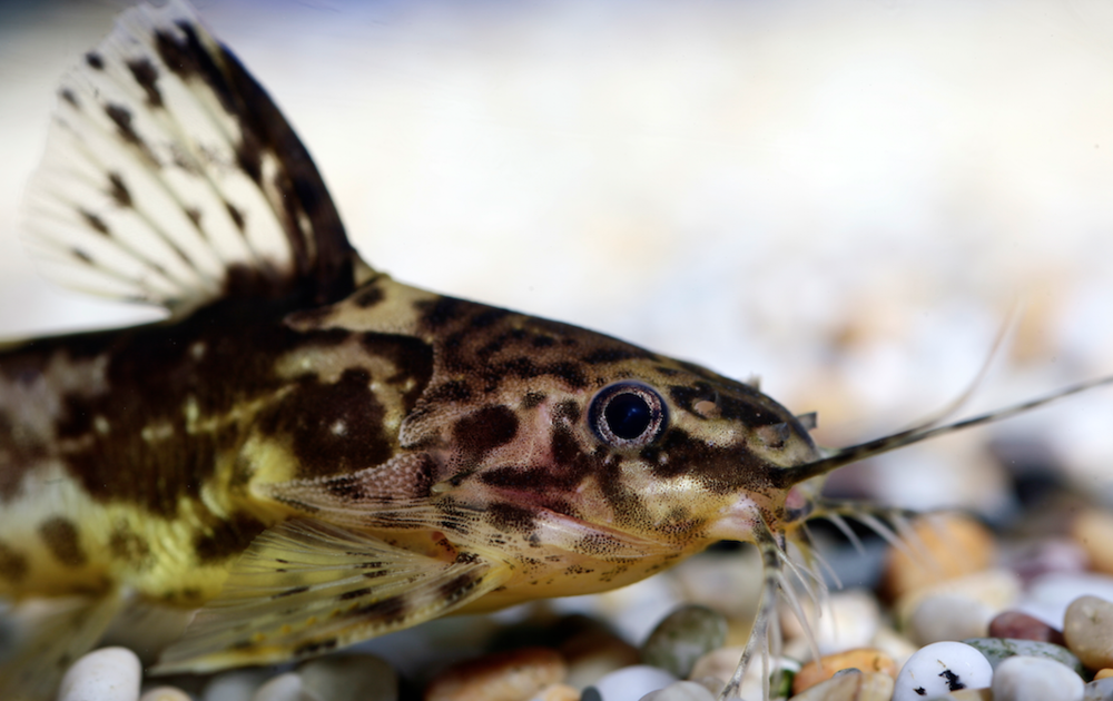 Go catfish crazy in Lancashire! - Practical Fishkeeping