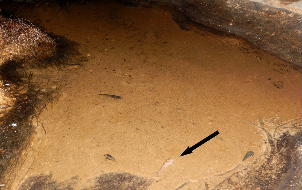 First cave dwelling callichthyid described! - Practical Fishkeeping