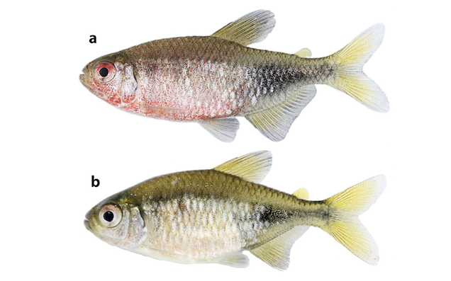 New characin discovered in Brazil - Practical Fishkeeping