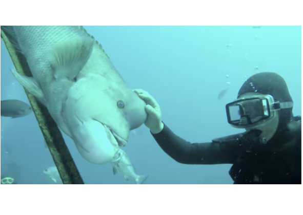 Video: Diver’s 25-year friendship with sheepshead wrasse - Practical ...