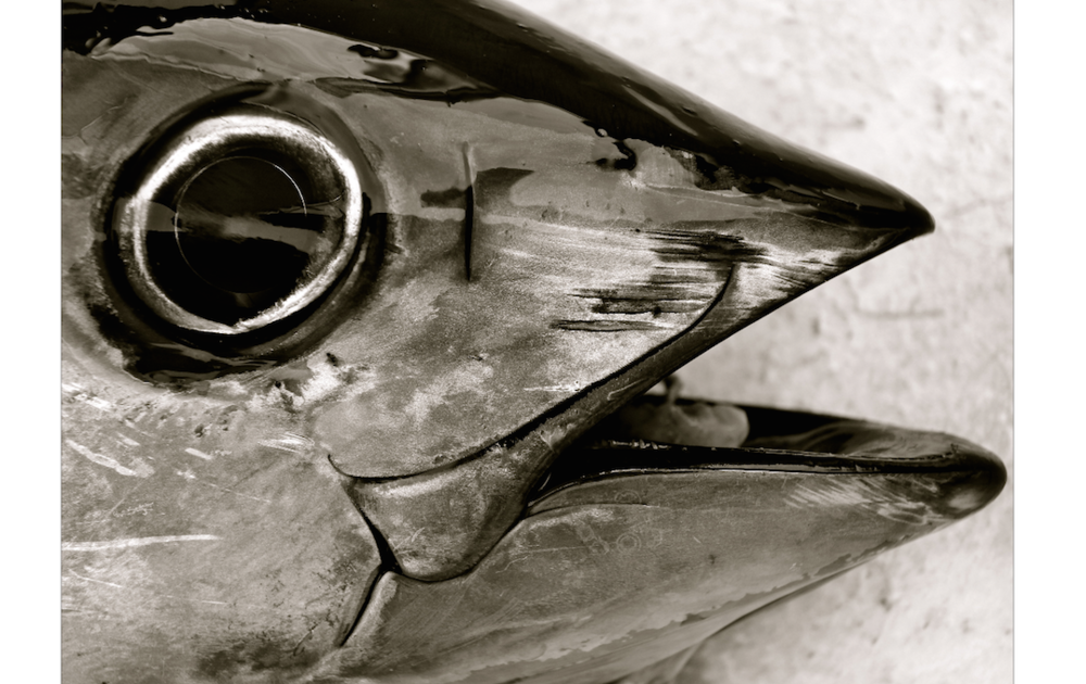 Man's private parts found inside a fish - Practical Fishkeeping