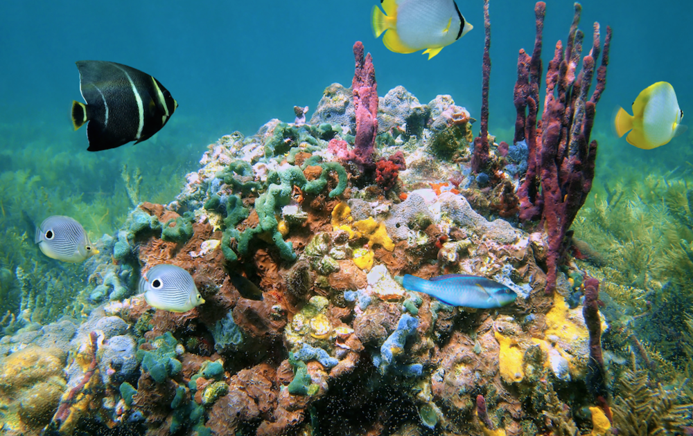 There's not enough fish pee in the ocean! - Practical Fishkeeping