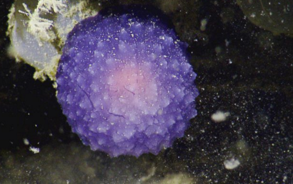 What is this mysterious purple underwater 'orb'? - Practical Fishkeeping