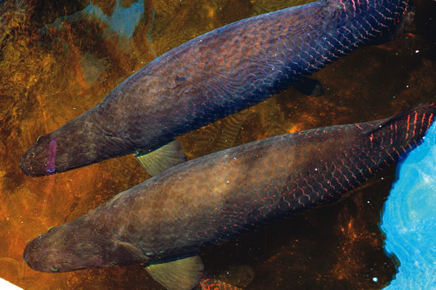 Five Arapaima species, not one - Practical Fishkeeping