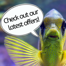 What should I do if my fish are gasping? - Practical Fishkeeping