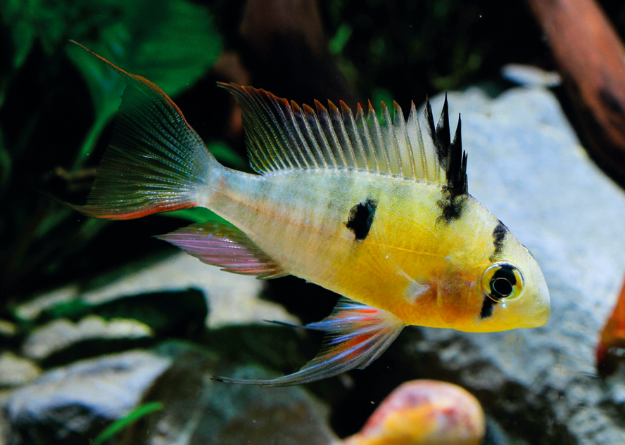 Why all this sudden aggression? - Practical Fishkeeping