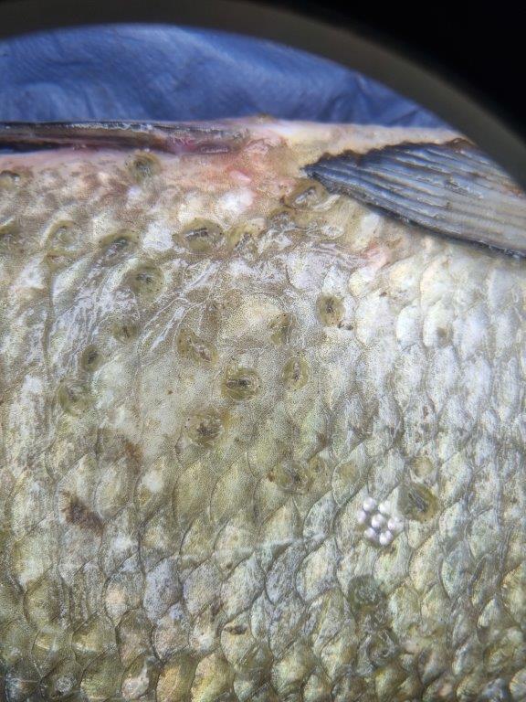 eDNA – A Fascinating New Tool For Examining the Aquatic Environment ...