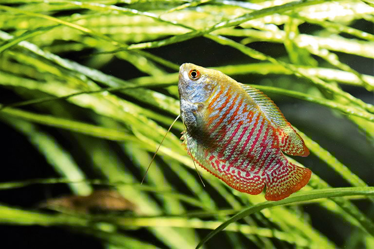Setting up a modern day Dwarf Gourami community tank - Practical ...