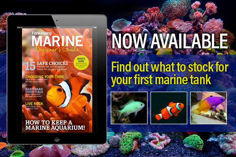 New issue added: A Beginner's Guide to Marine - Practical Fishkeeping