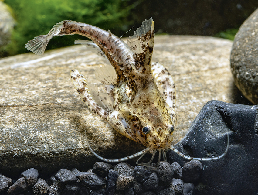 Little Dopplegangers - Practical Fishkeeping