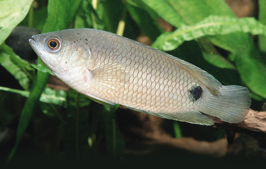 Women in Fishkeeping - Practical Fishkeeping