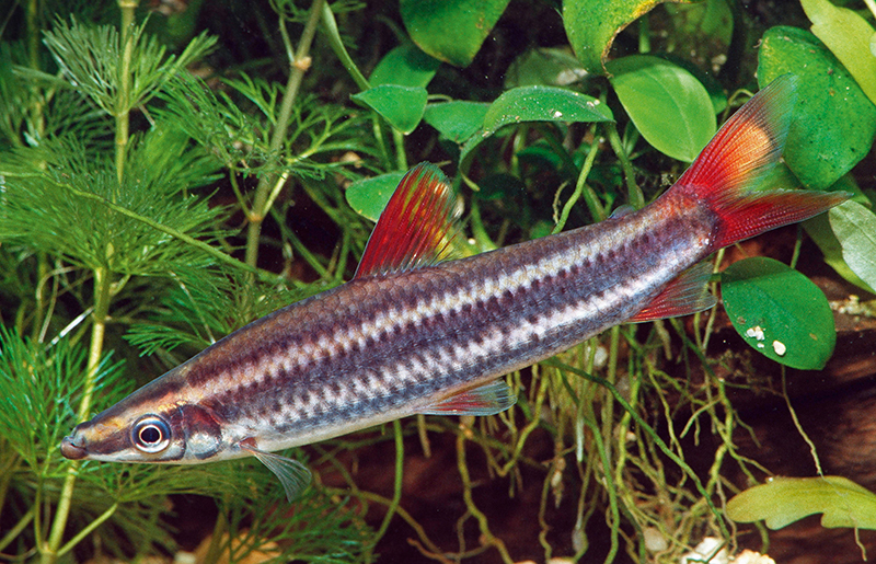 The parasite muncher - Practical Fishkeeping