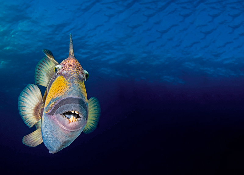 Triggered - Practical Fishkeeping